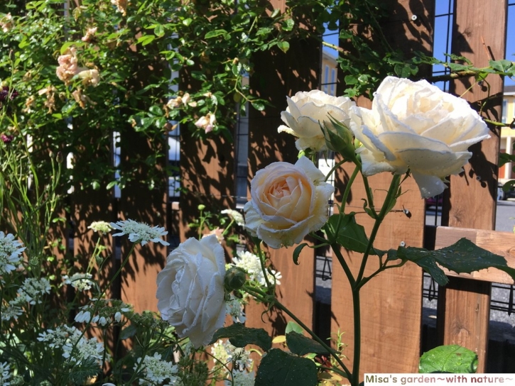 【育て方】FL薫乃（kaoruno) 香り部門金賞受賞 何度も嗅ぎたくなるバラ | Naturalist garden