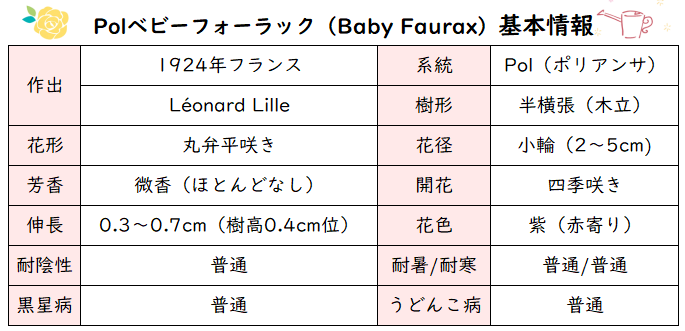 初心者におすすめのバラ！！育てやすいポリアンサローズ Polベビーフォーラック（Baby Faurax）の育て方 | Misa's ...