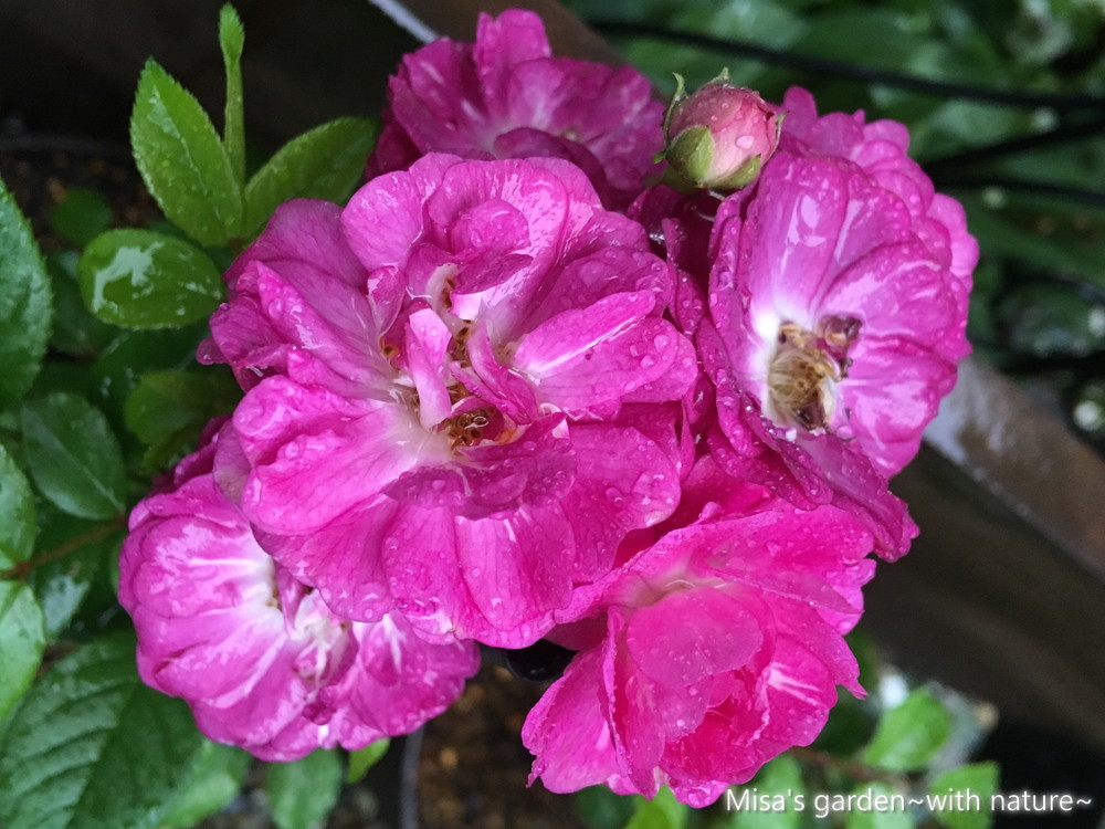 初心者におすすめのバラ！！育てやすいポリアンサローズ Polベビーフォーラック（Baby Faurax）の育て方 | Misa's ...