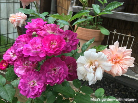 初心者におすすめのバラ！！育てやすいポリアンサローズ Polベビーフォーラック（Baby Faurax）の育て方 – Misa's ...