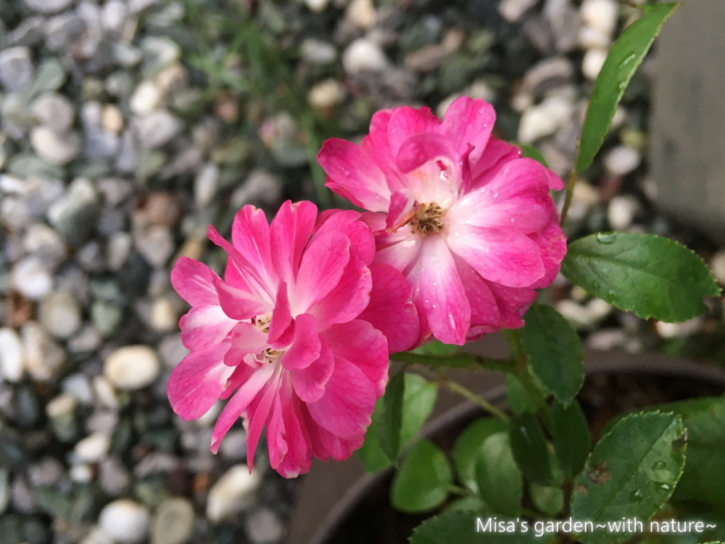 初心者におすすめのバラ！！育てやすいポリアンサローズ Polベビーフォーラック（Baby Faurax）の育て方 – Misa's ...