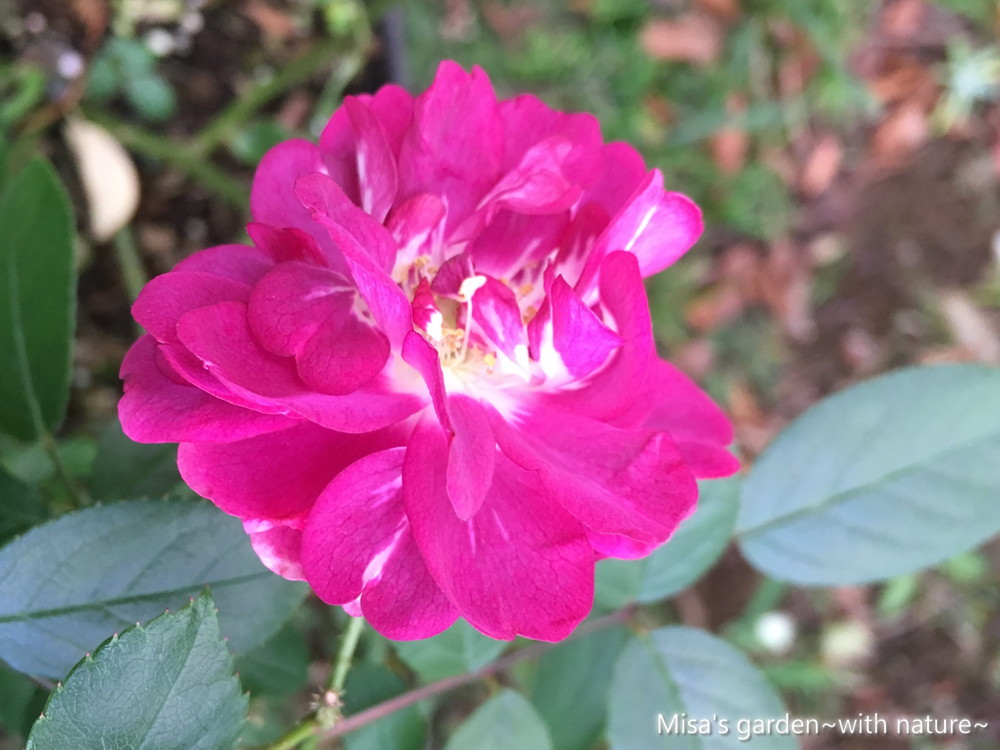 初心者におすすめのバラ！！育てやすいポリアンサローズ Polベビーフォーラック（Baby Faurax）の育て方 | Misa's ...