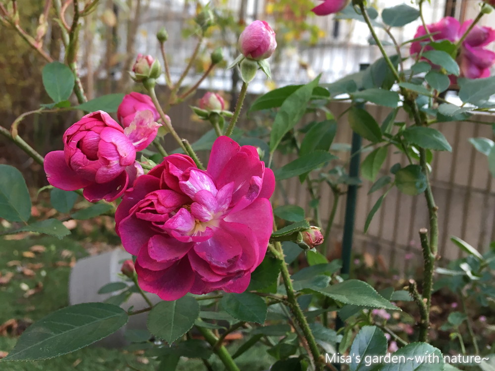 初心者におすすめのバラ！！育てやすいポリアンサローズ Polベビーフォーラック（Baby Faurax）の育て方 | Misa's ...