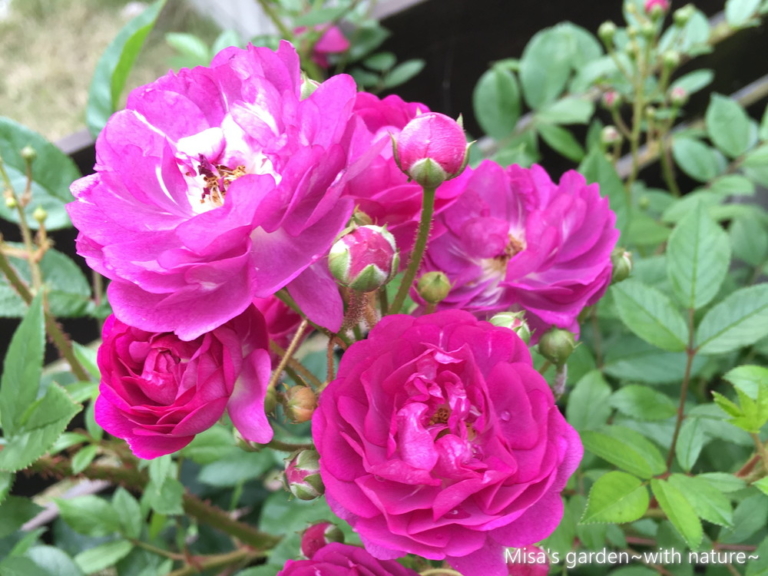 初心者におすすめのバラ！！育てやすいポリアンサローズ Polベビーフォーラック（Baby Faurax）の育て方 | Misa's ...