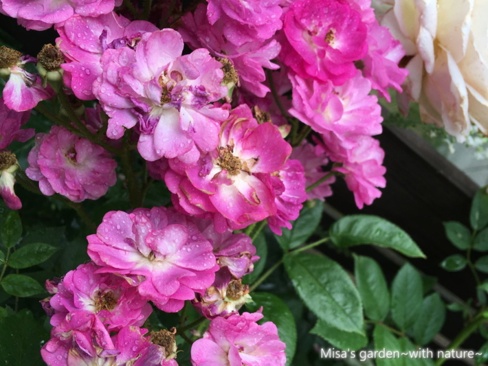 初心者におすすめのバラ！！育てやすいポリアンサローズ Polベビーフォーラック（Baby Faurax）の育て方 | Misa's ...