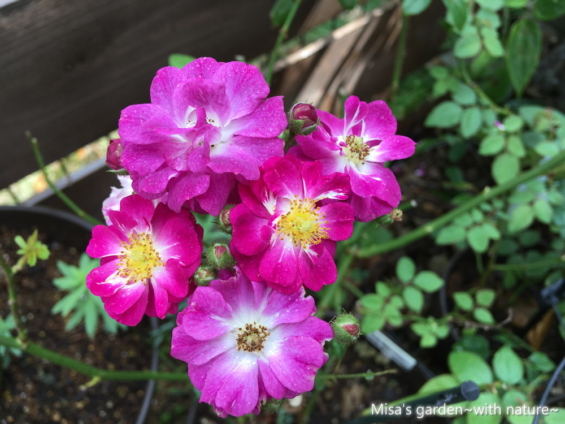【育て方】Polベビーフォーラック（Baby Faurax）初心者におすすめのバラ！！育てやすいポリアンサローズ | Naturalist ...