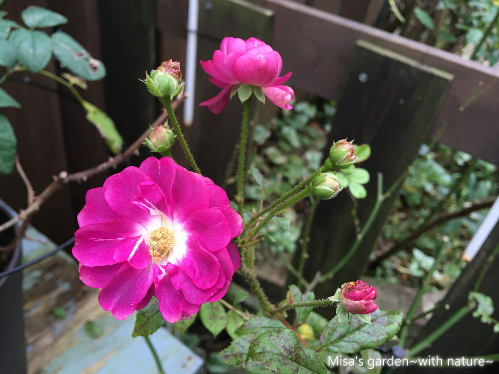 初心者におすすめのバラ！！育てやすいポリアンサローズ Polベビーフォーラック（Baby Faurax）の育て方 | Misa's ...