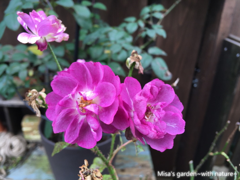 初心者におすすめのバラ！！育てやすいポリアンサローズ Polベビーフォーラック（Baby Faurax）の育て方 | Misa's ...