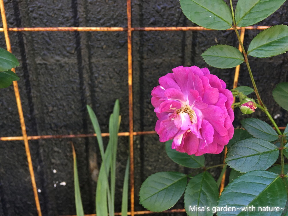 【育て方】Polベビーフォーラック（Baby Faurax）初心者におすすめのバラ！！育てやすいポリアンサローズ | Naturalist ...