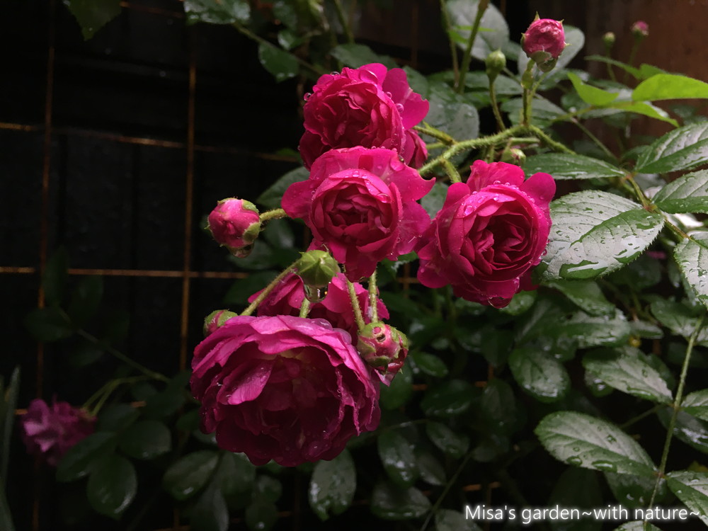 【育て方】Polベビーフォーラック（Baby Faurax）初心者におすすめのバラ！！育てやすいポリアンサローズ | Naturalist ...