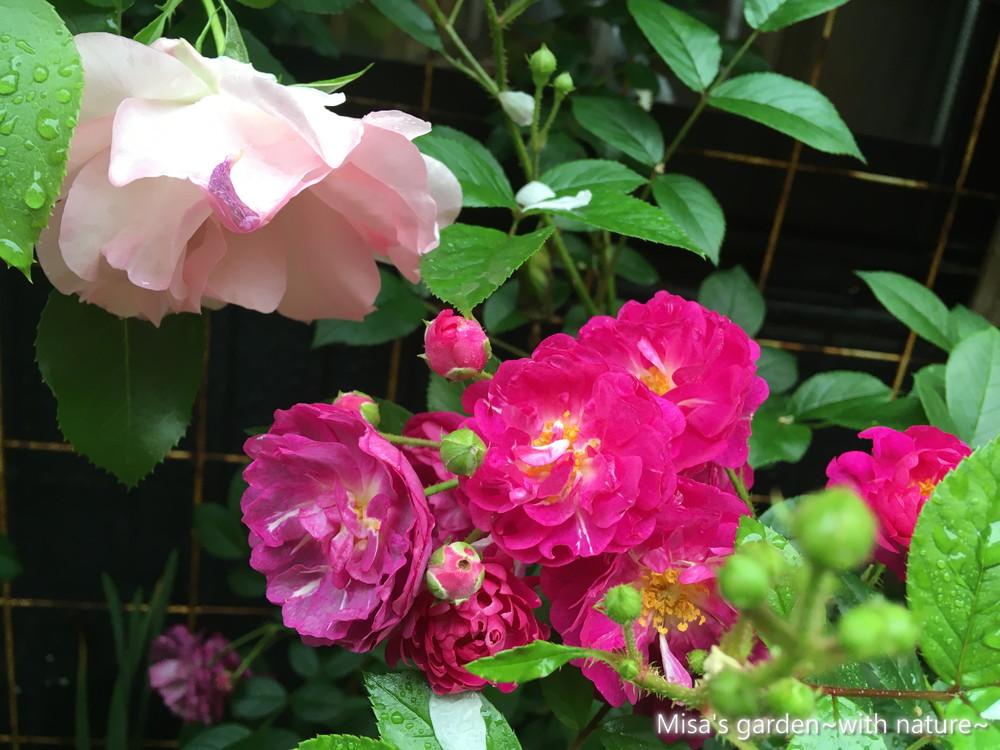 【育て方】Polベビーフォーラック（Baby Faurax）初心者におすすめのバラ！！育てやすいポリアンサローズ | Naturalist ...