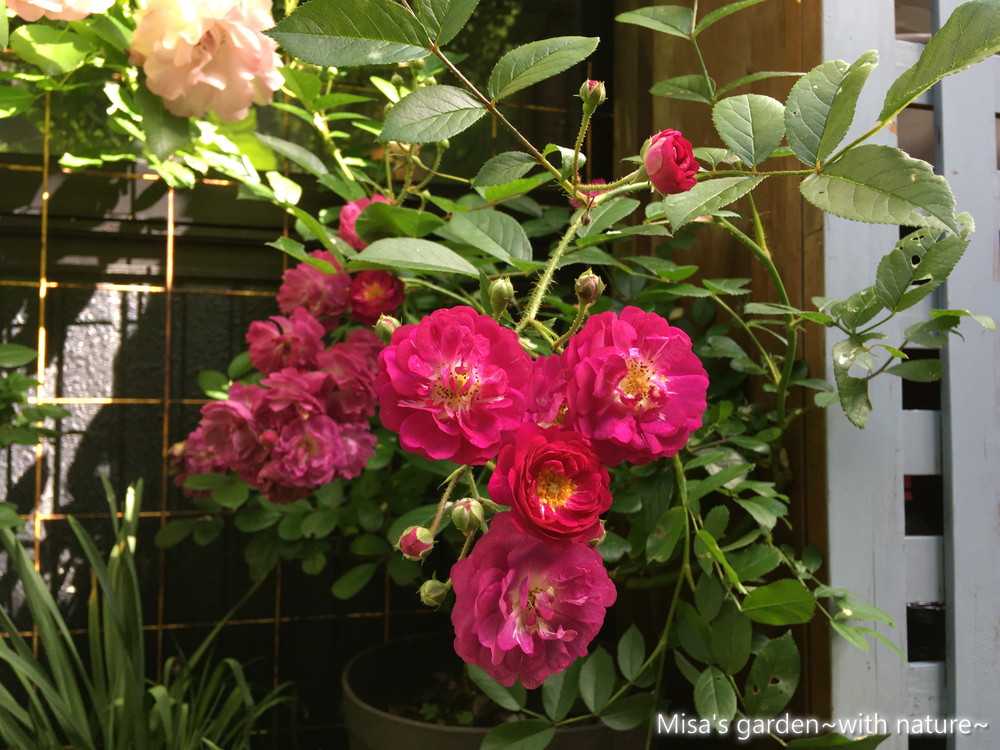 初心者におすすめのバラ！！育てやすいポリアンサローズ Polベビーフォーラック（Baby Faurax）の育て方 | Misa's ...