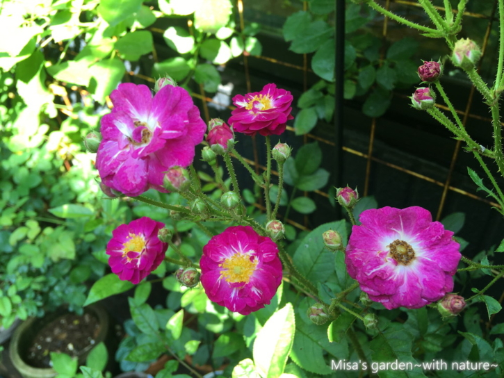 【育て方】Polベビーフォーラック（Baby Faurax）初心者におすすめのバラ！！育てやすいポリアンサローズ | Naturalist ...