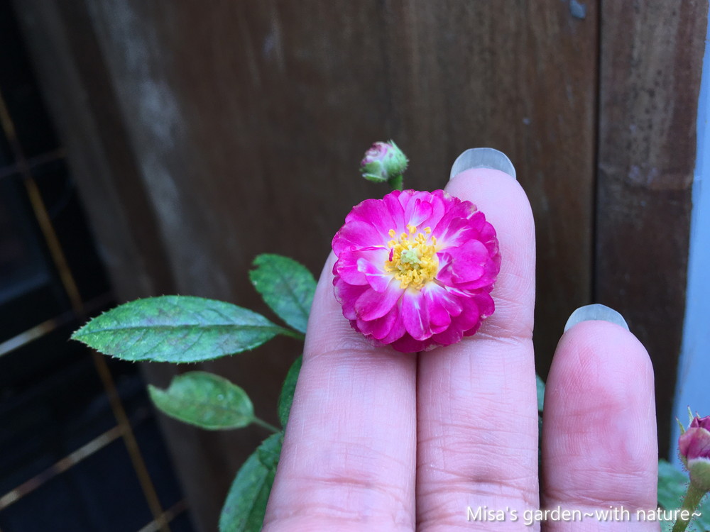 初心者におすすめのバラ！！育てやすいポリアンサローズ Polベビーフォーラック（Baby Faurax）の育て方 | Misa's ...